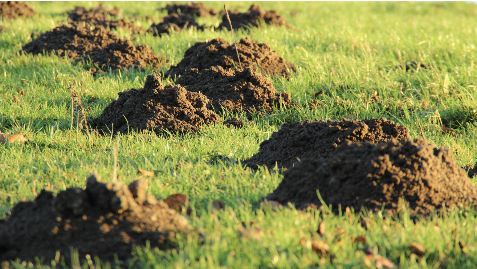 Signs Of Moles in Yard | What Do Mole Holes Look Like
