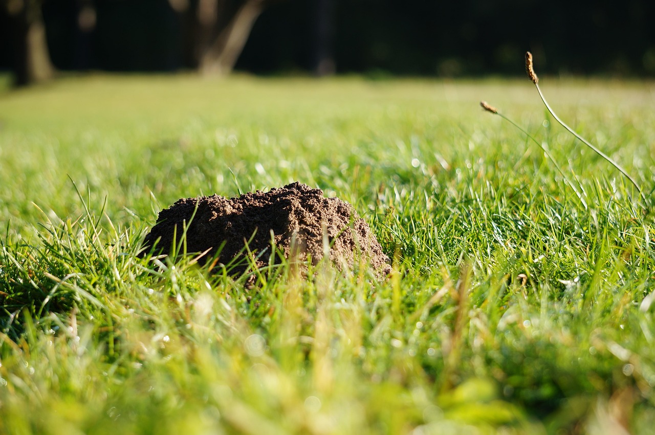 What Animal Is Tearing Up My Lawn? | Custom Turf | Lawn Damage, Lawn ...