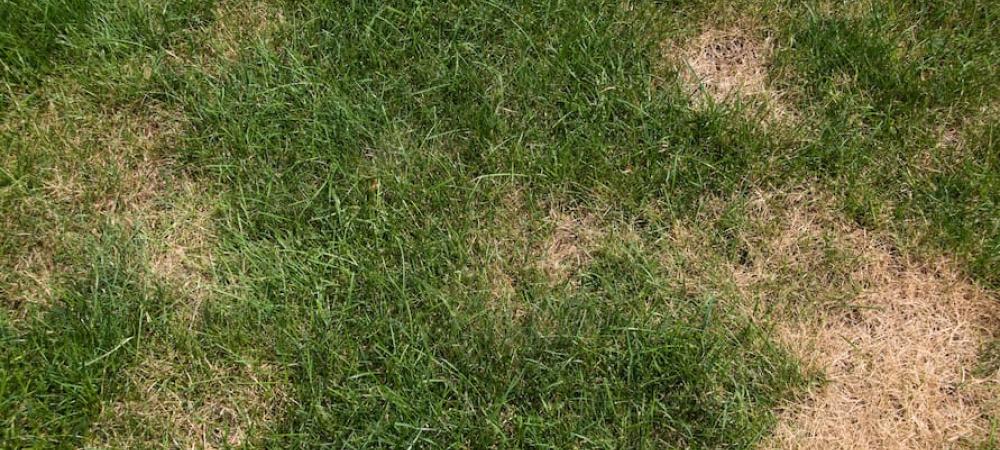 What Causes Brown Patches and How to Eliminate Them I Custom Turf